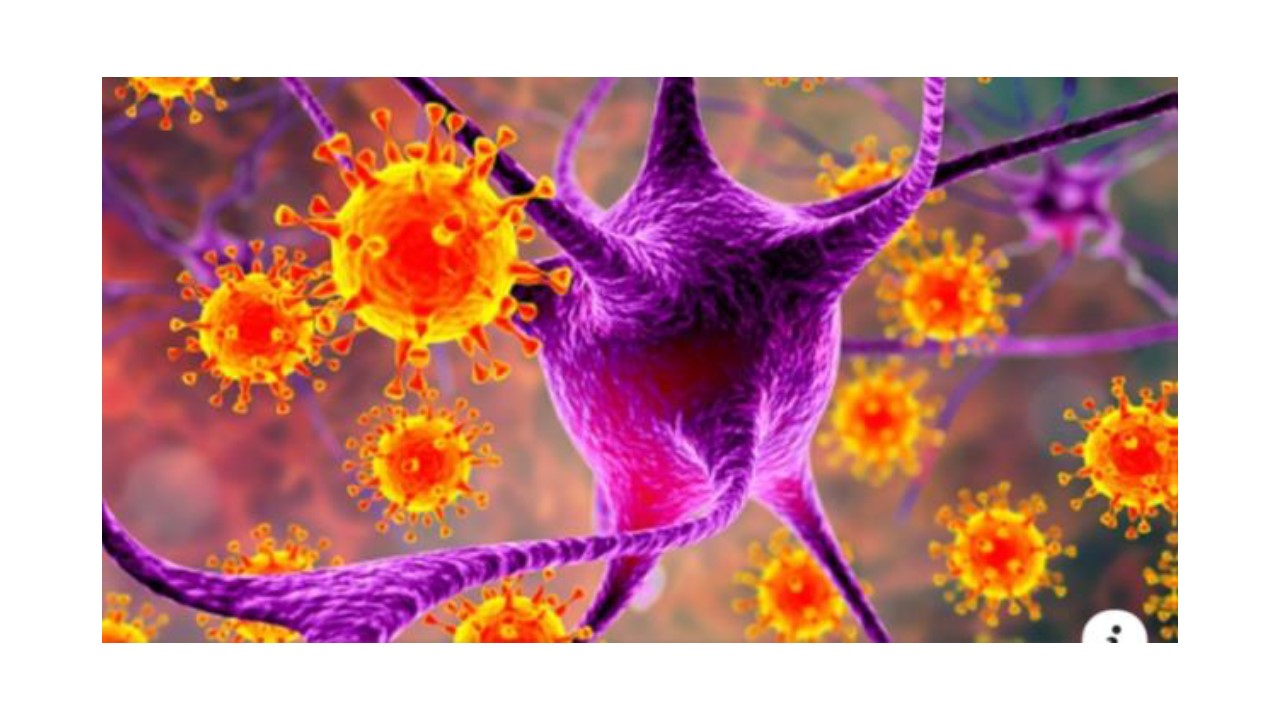 NEUROINVASION DEL SARS COV-2: CONSECUENCIAS A LARGO PLAZO